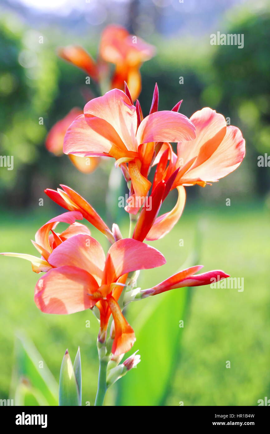 Indian shot plant hi-res stock photography and images - Alamy