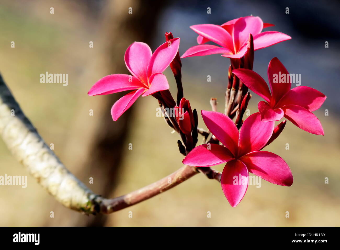 Red frangipani hi-res stock photography and images - Alamy