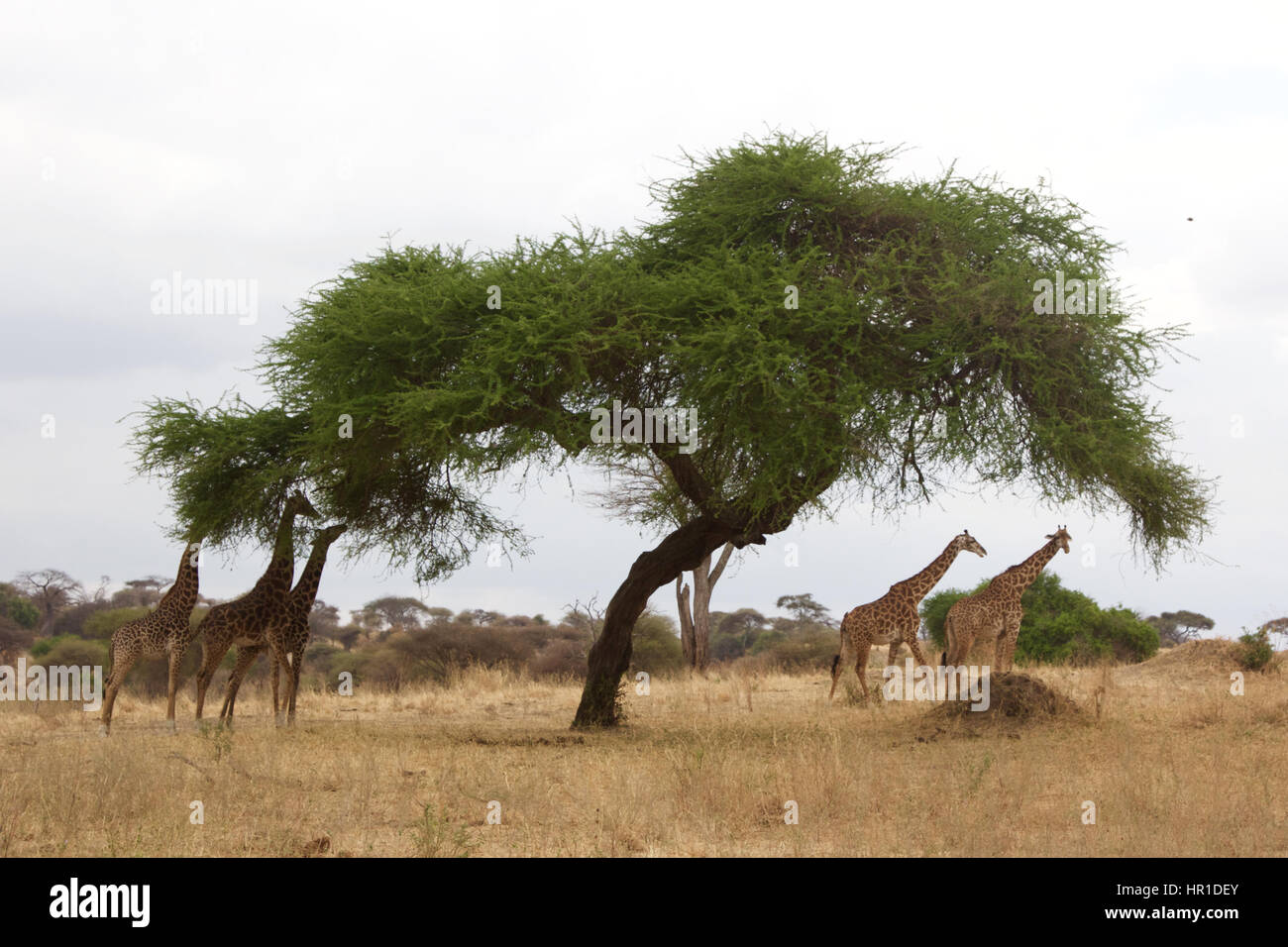 A Family of Giraffes Eating Acacia Leaves Stock Photo - Alamy