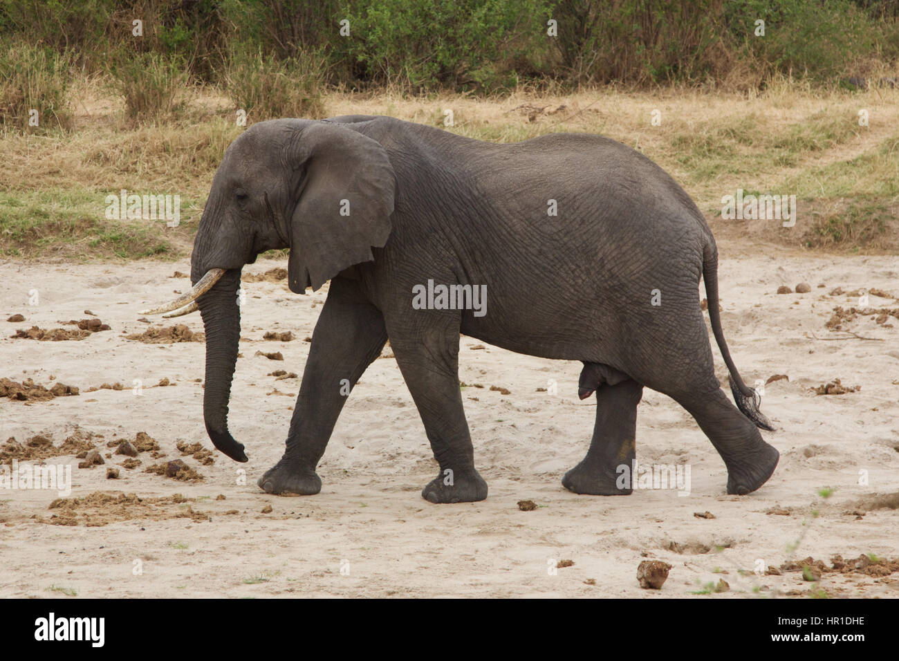A Single African Elephant in Tanzania Stock Photo - Alamy