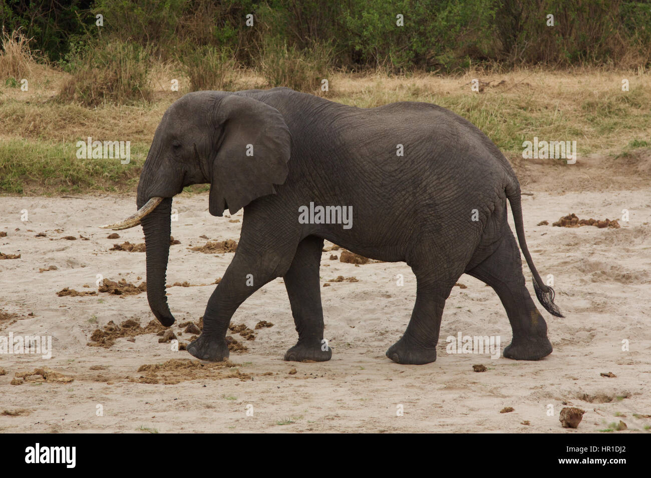 Single large elephant hi-res stock photography and images - Alamy