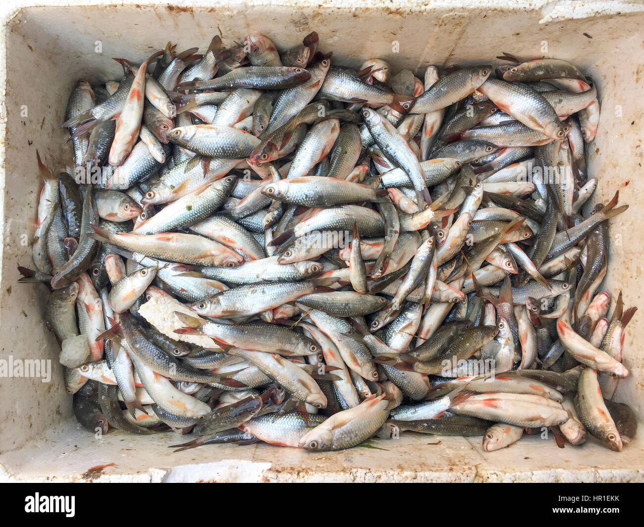 Freshwater fish on market display Stock Photo - Alamy