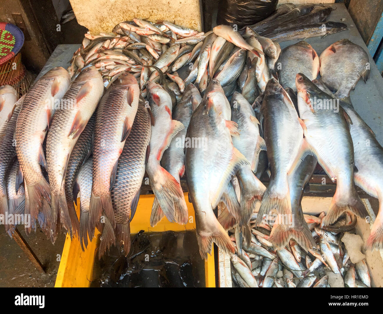 Freshwater fish on market display Stock Photo - Alamy