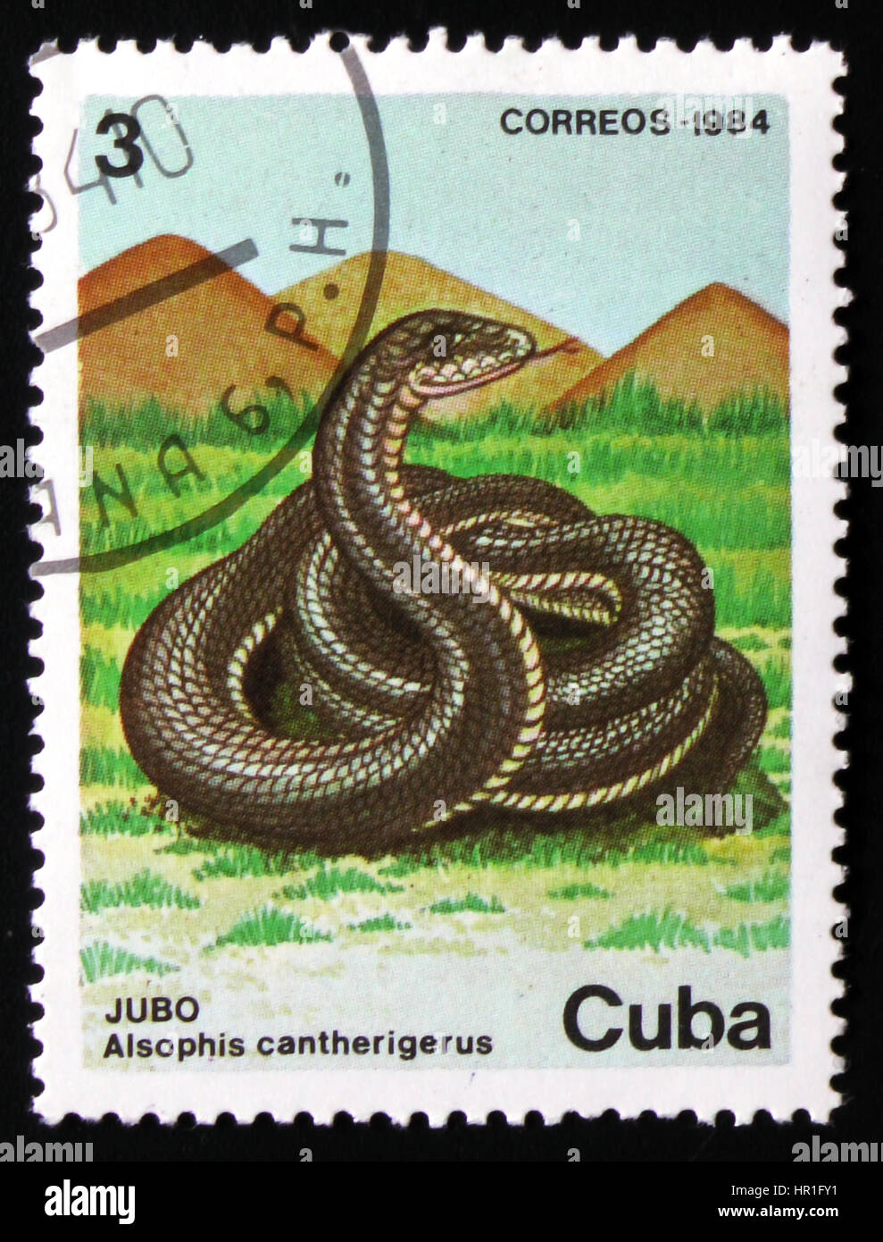 Alsophis hi-res stock photography and images - Alamy