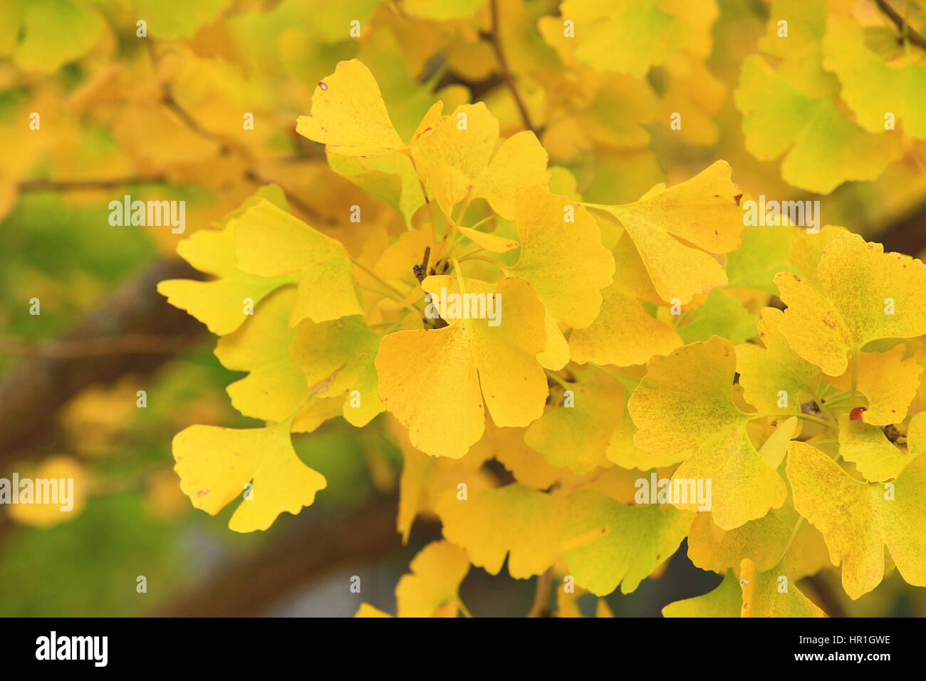 Beautiful leaves of yellow ginkgo trees in autumn,closeup Stock Photo ...