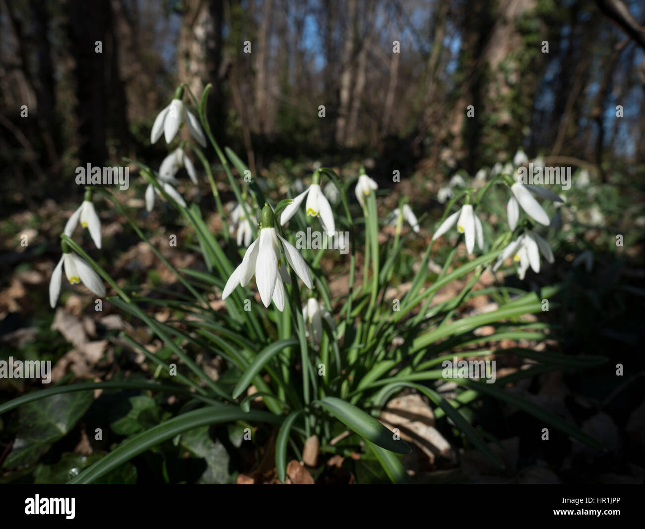 Snowdrop Galanthus nivalis Stock Photo - Alamy