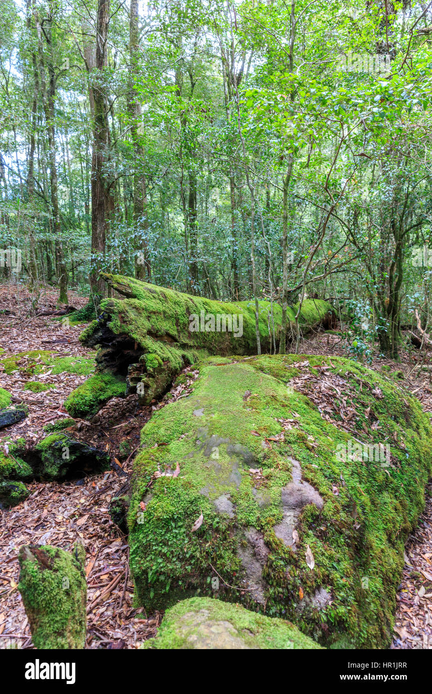Watagans national park hi-res stock photography and images - Alamy