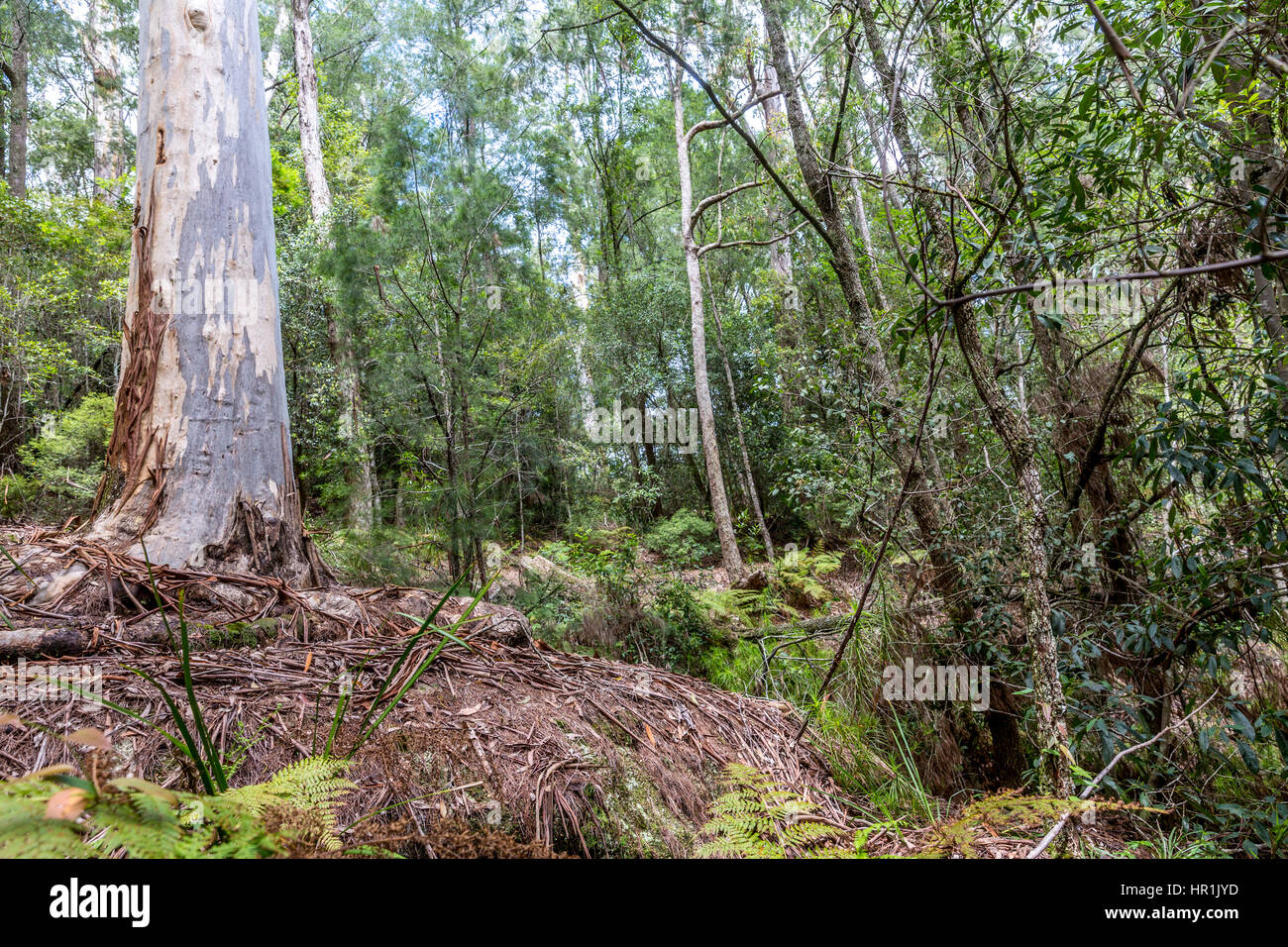 Watagans state forest hi-res stock photography and images - Alamy
