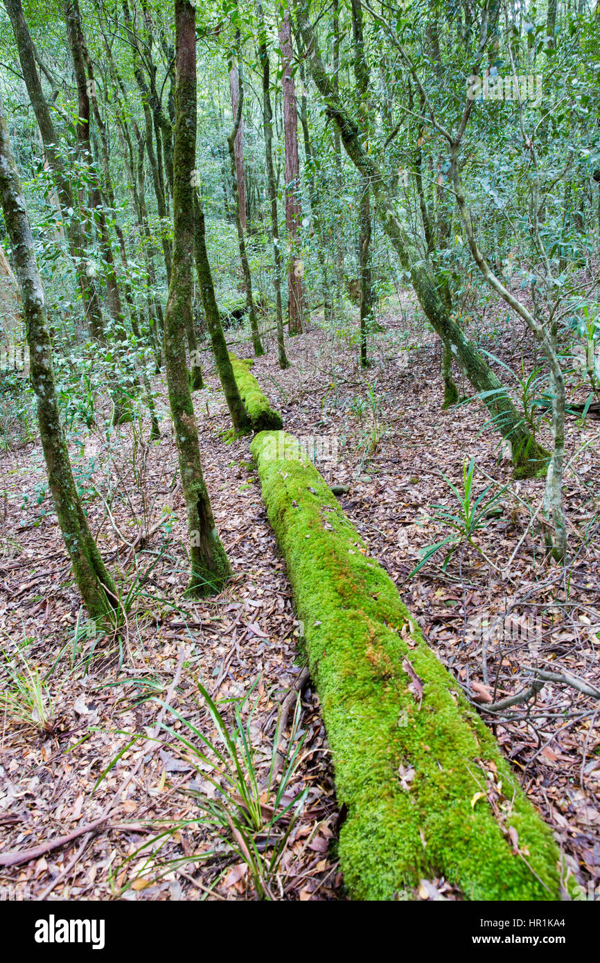 Watagans national park hi-res stock photography and images - Alamy