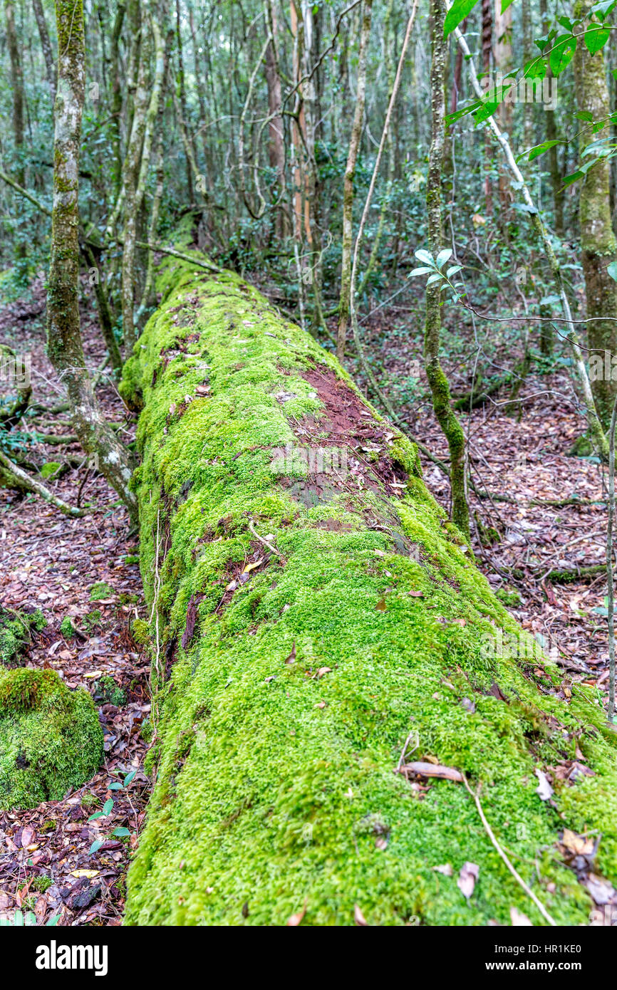 Watagans national park hi-res stock photography and images - Alamy