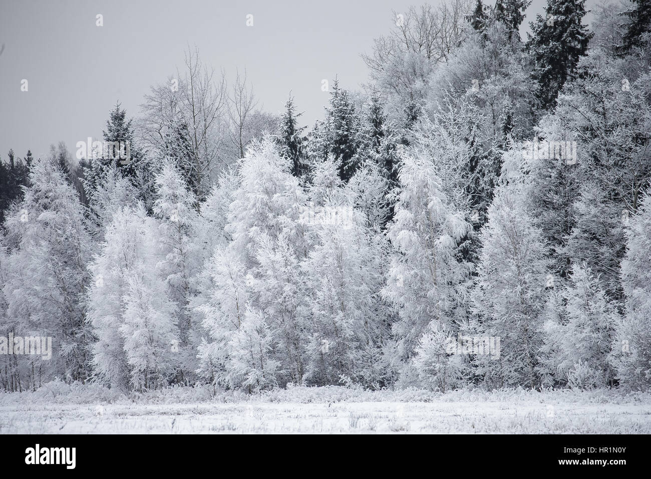Winter landscape with Frost on the Trees at the Forest Edge Stock Photo ...