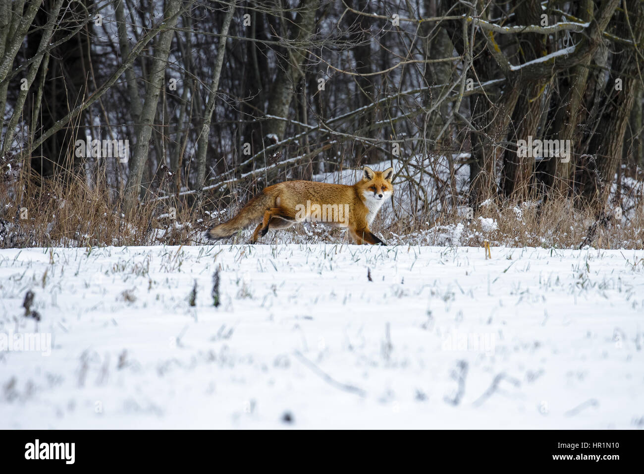 Winter landscape with Red Fox running in a Winter Forest Stock Photo ...