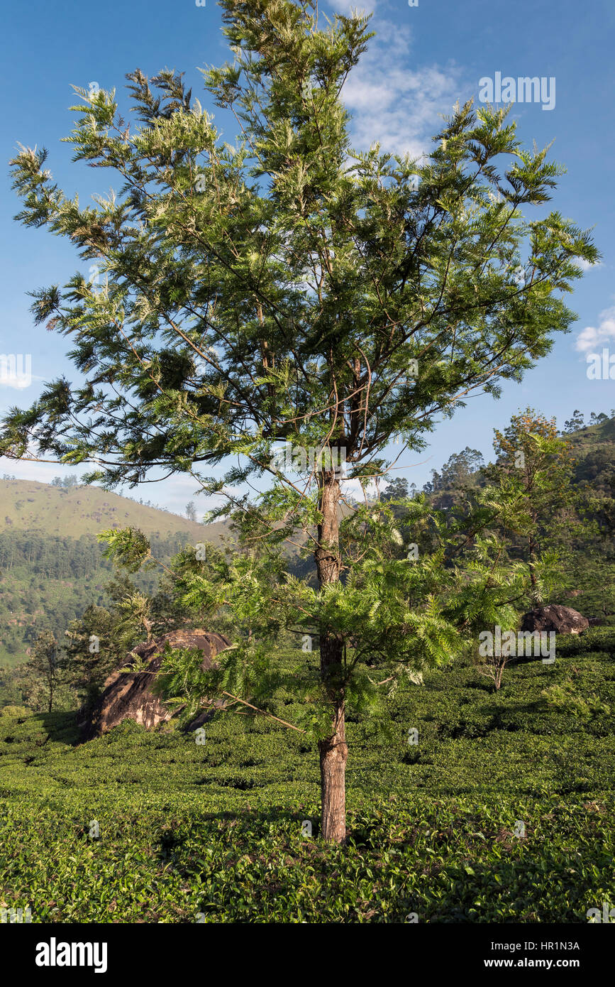 Pothamedu tea plantation in Munnar, Kerala, India Stock Photo - Alamy