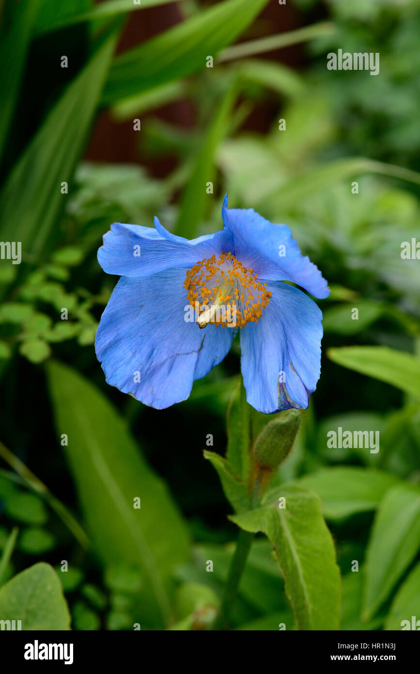 Meconopsis betonicifolia, blue poppy, Himalayan blue poppy, poppies ...