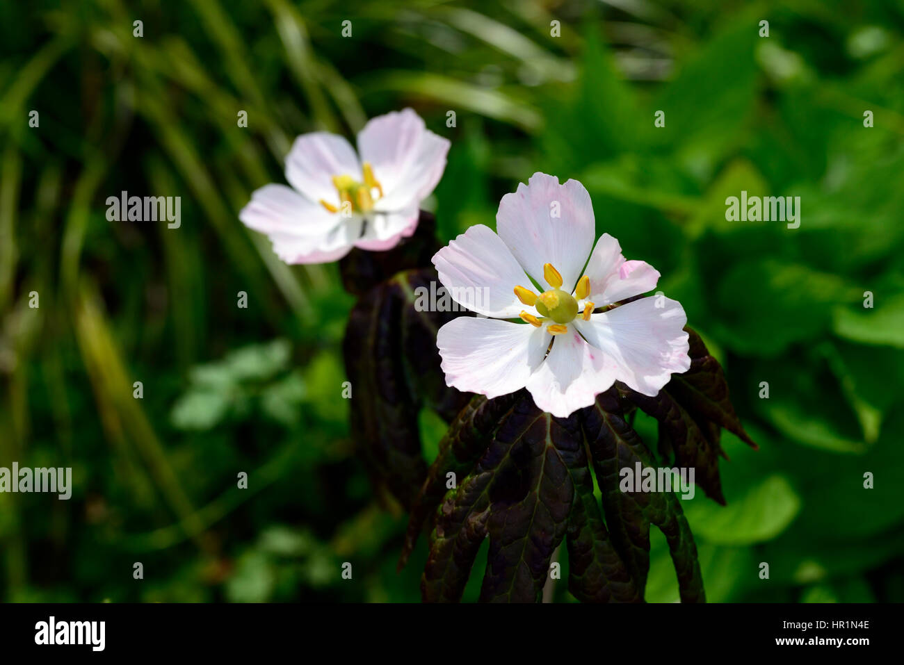 Podophyllum hexandrum, Himalayan May apple, Sinopodophyllum, flower ...