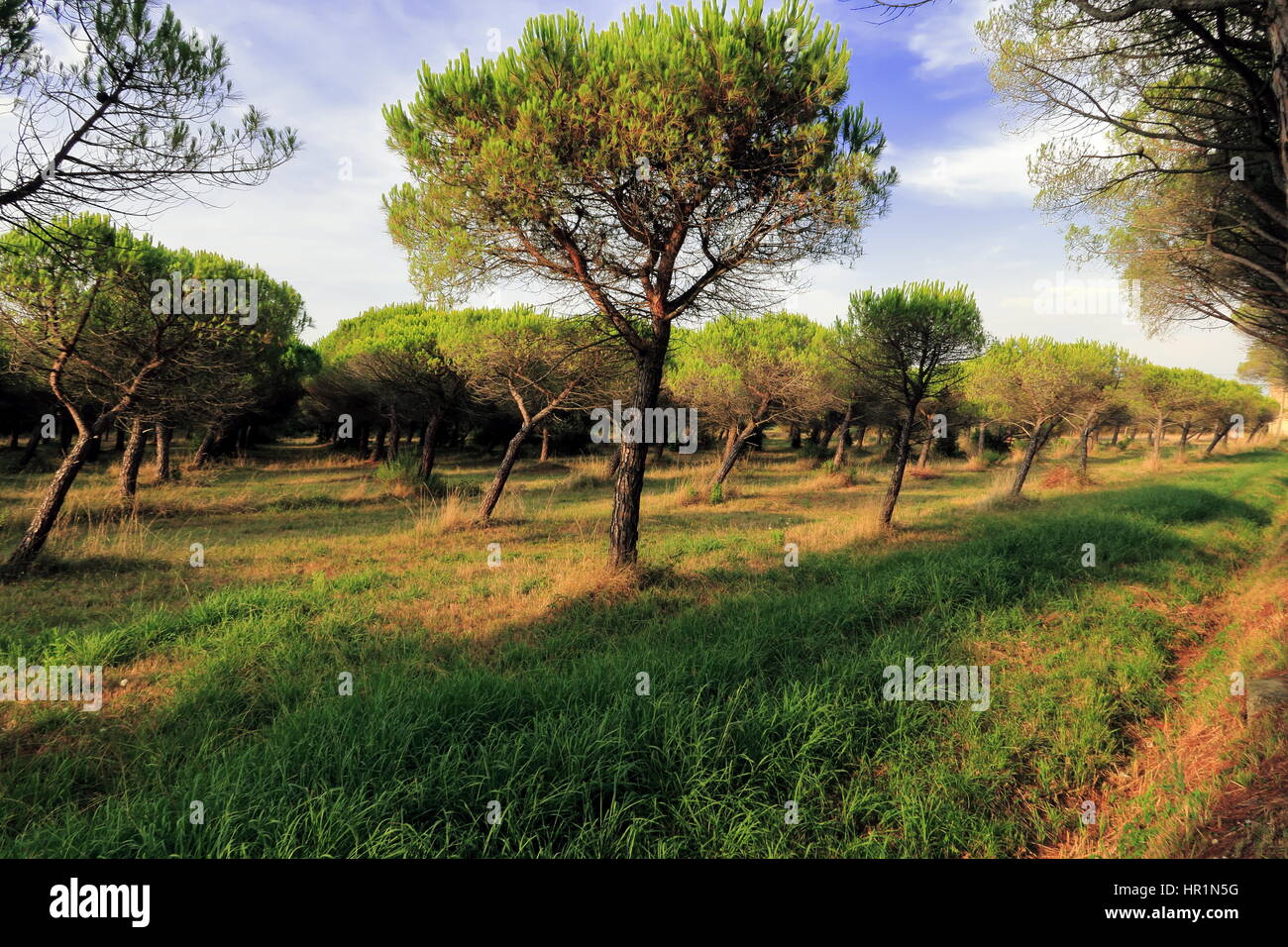 Mediterranean Pine Trees High Resolution Stock Photography and Images ...