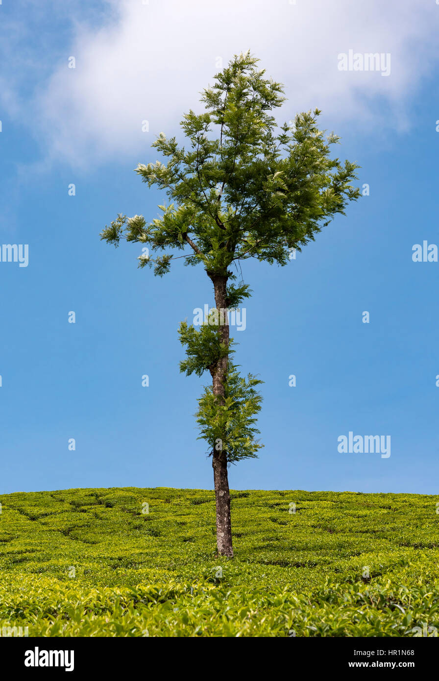 Lone Tree In Lockhart Tea Plantation, Devikulam, Munnar, Kerala, India ...