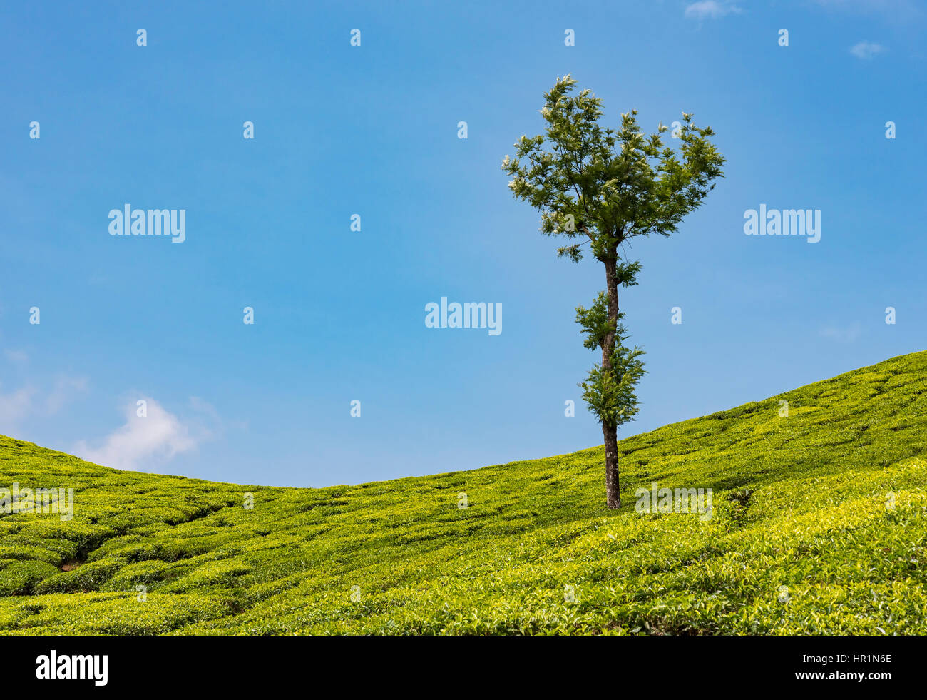 Lockhart tea plantations hi-res stock photography and images - Alamy