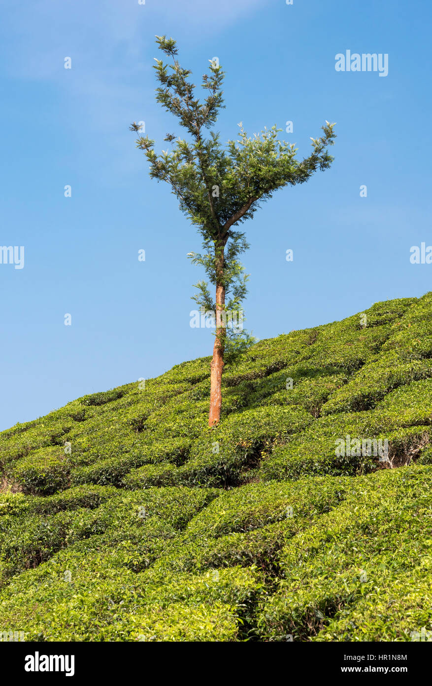 Lone Tree In Tea Plantation, Munnar, Kerala, India Stock Photo - Alamy