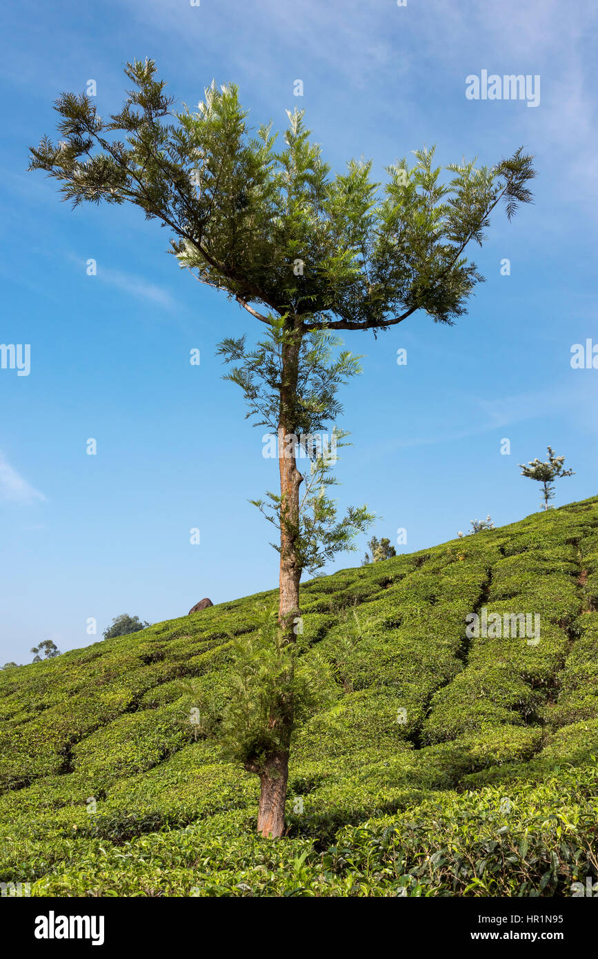 Tea plantation in munnar kerala hi-res stock photography and images - Alamy