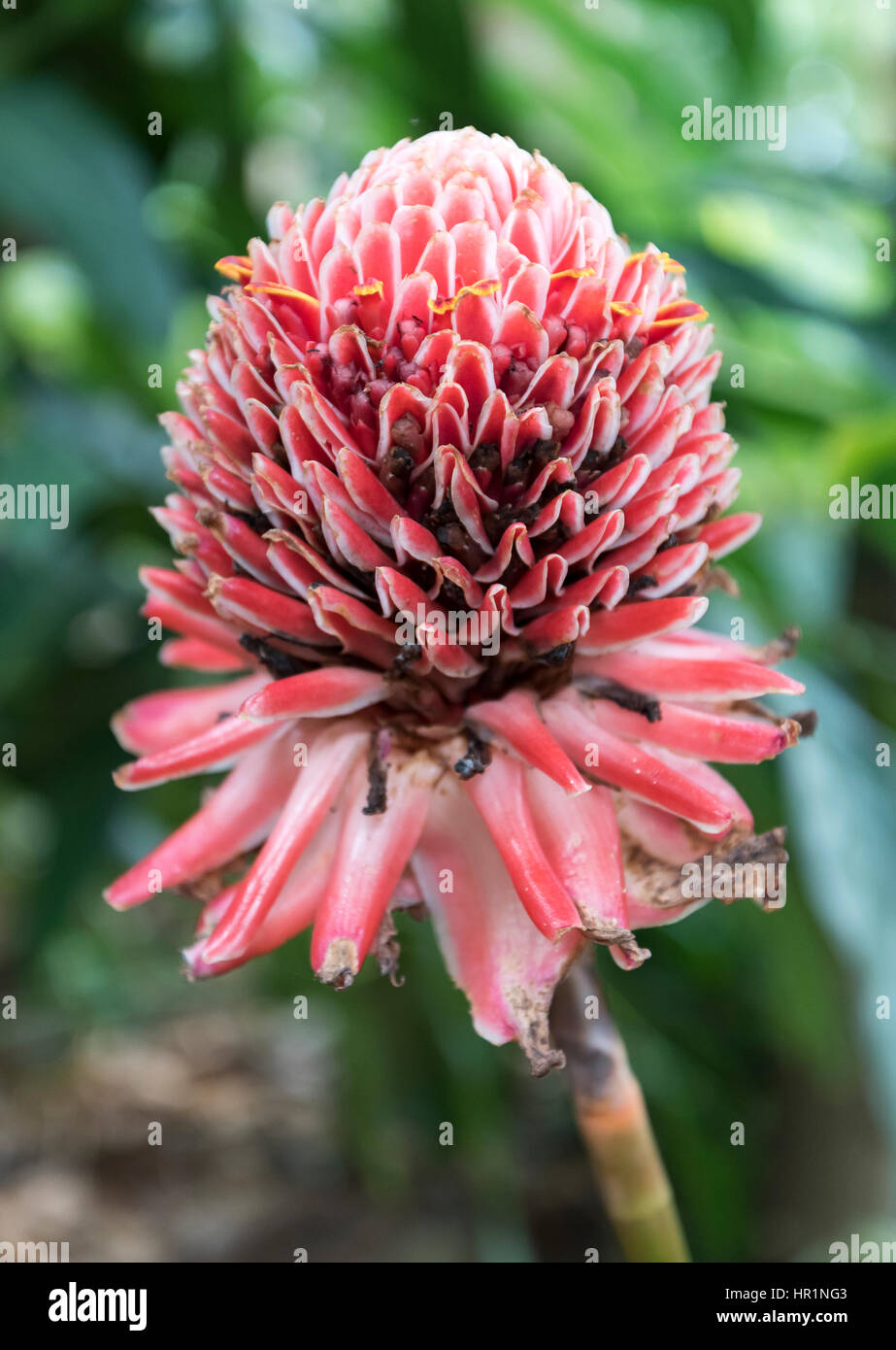 Ginger Flower Cooking