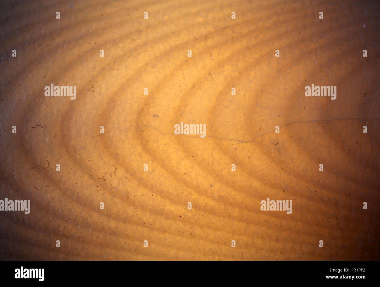 cuttlebone cuttlefish bone Stock Photo - Alamy