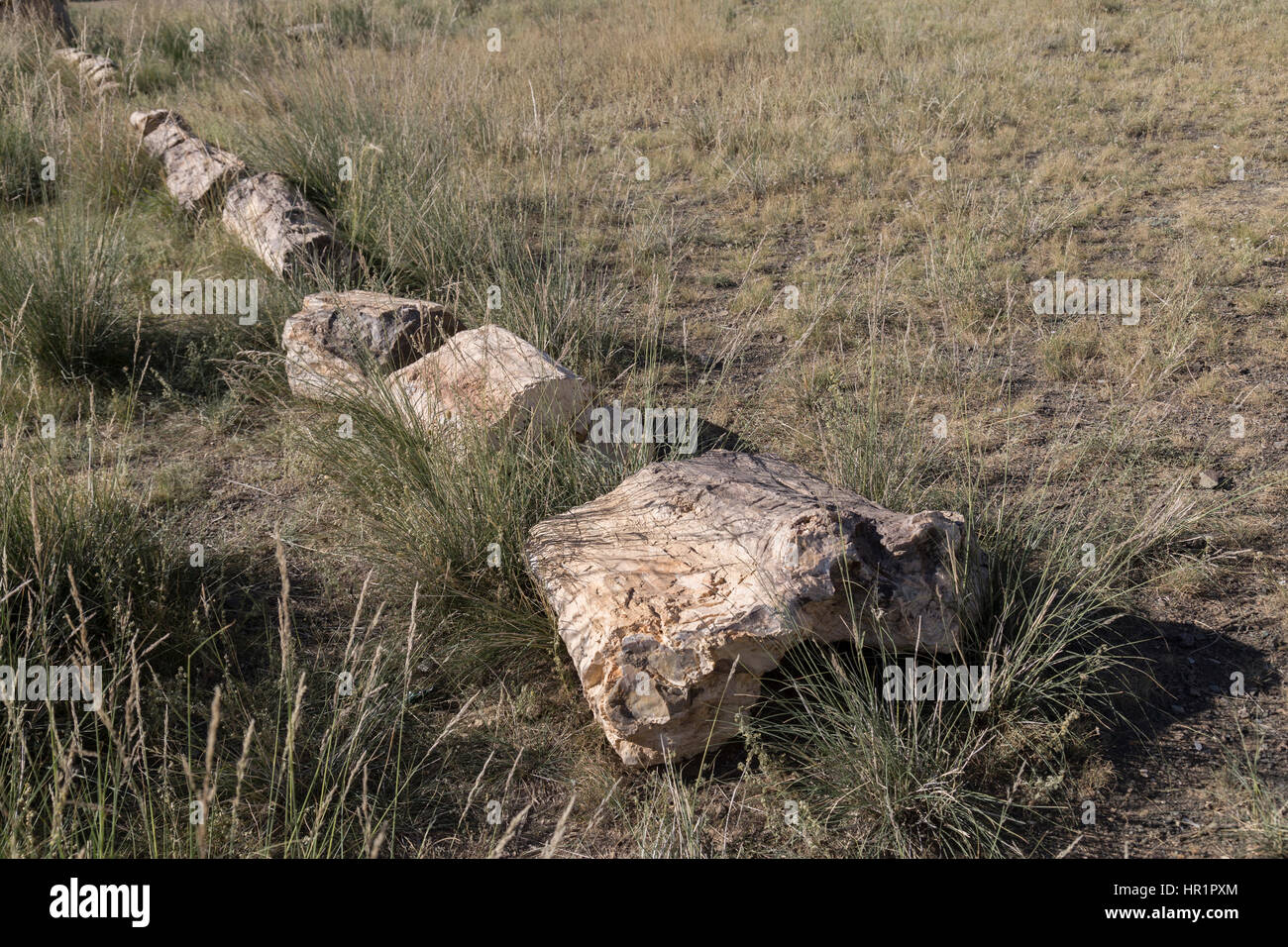 Mineralized tree hi-res stock photography and images - Alamy