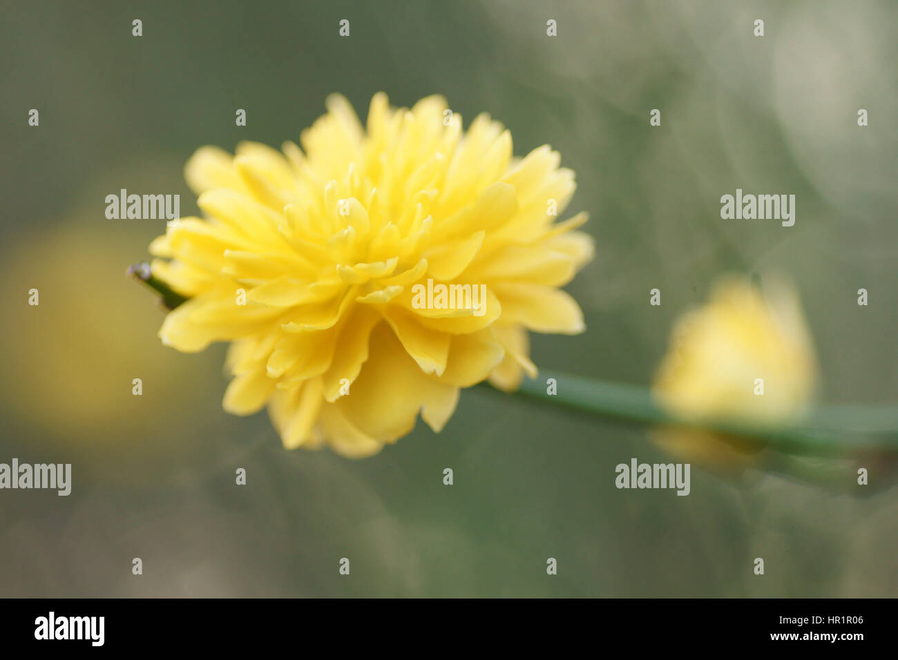 Kerria japonica 'Pleniflora' Stock Photo - Alamy