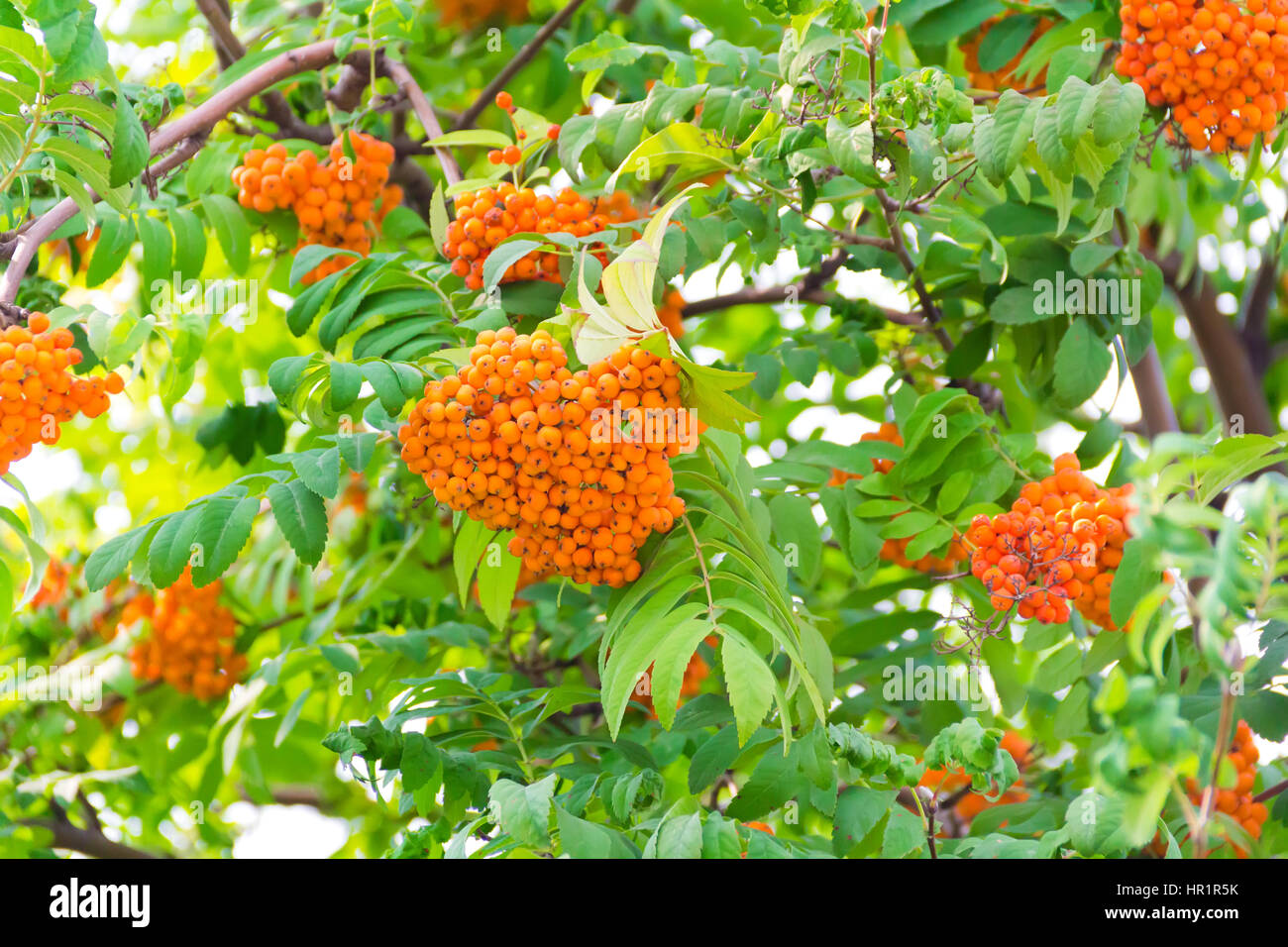 Photo of the yellow ripe rowanberry branch Stock Photo - Alamy