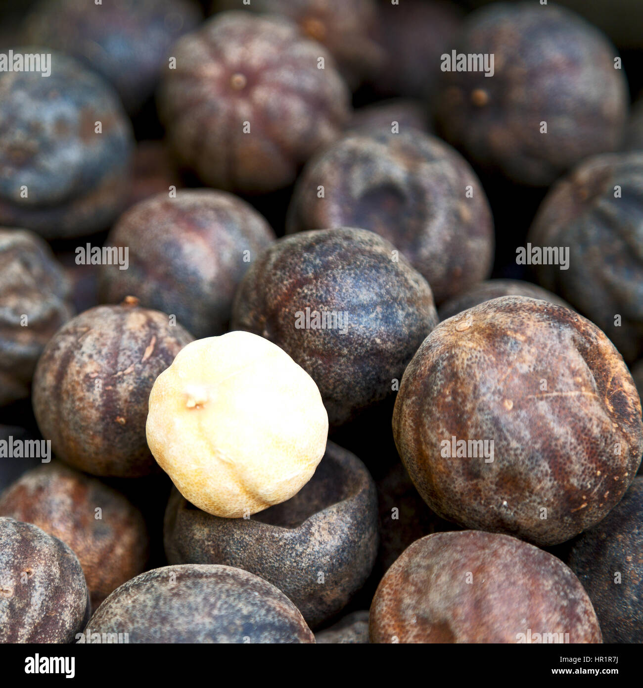 in iran blur typical dry lemon in abstract pattern background flavor ...