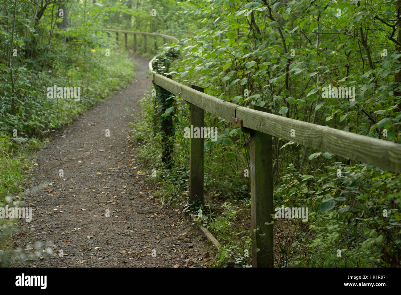 A Sinuous Woodland Path Stock Photo - Alamy