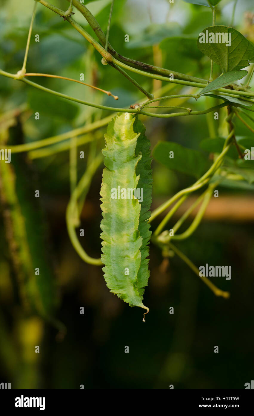 Green organic winged bean (Princess bean/Asparagus pea) in plant in the ...