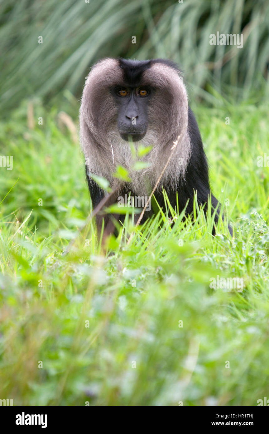 Silver beard grass hi-res stock photography and images - Alamy