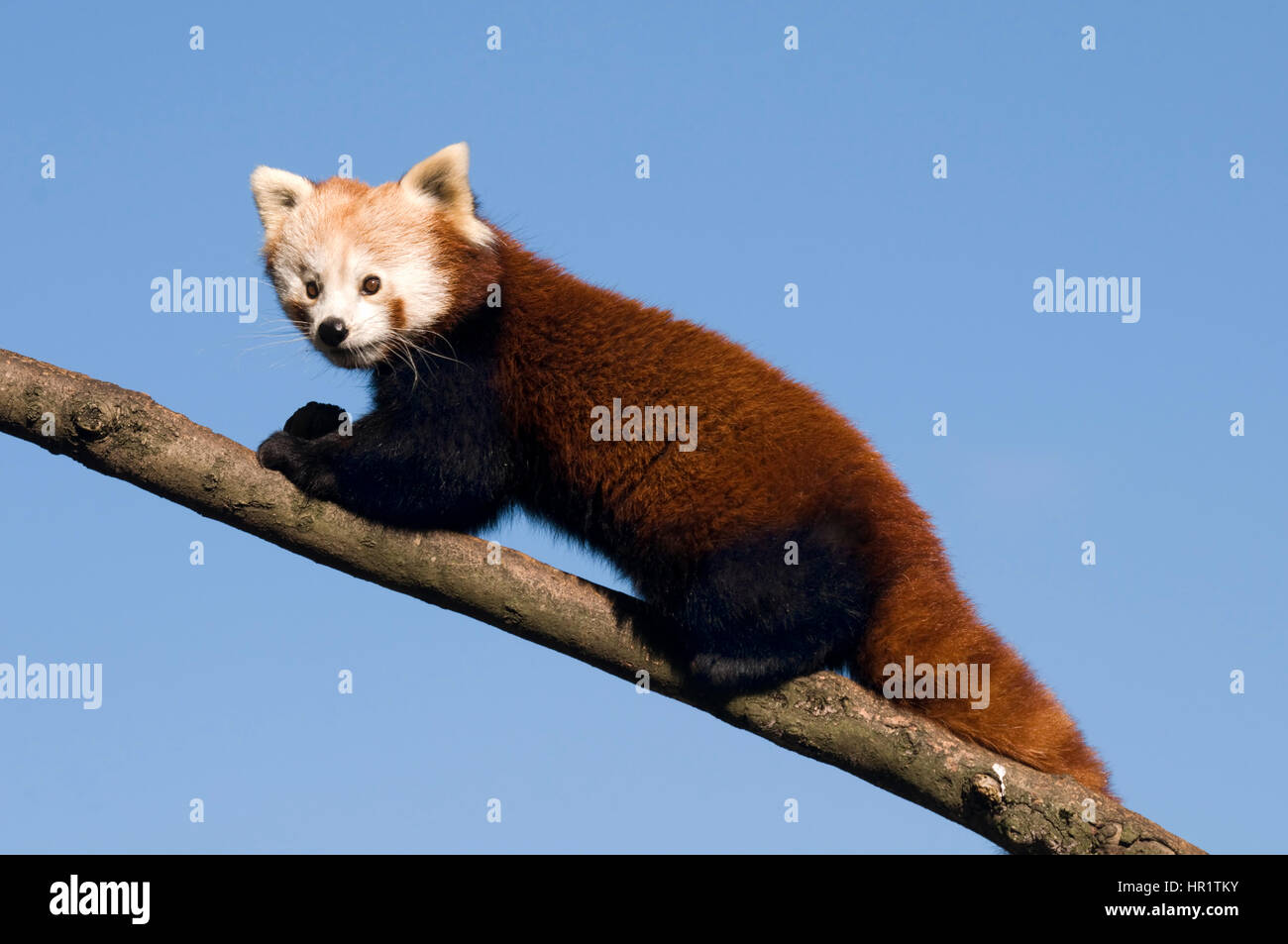 Red Panda Climbing On A Branch Stock Photo - Alamy