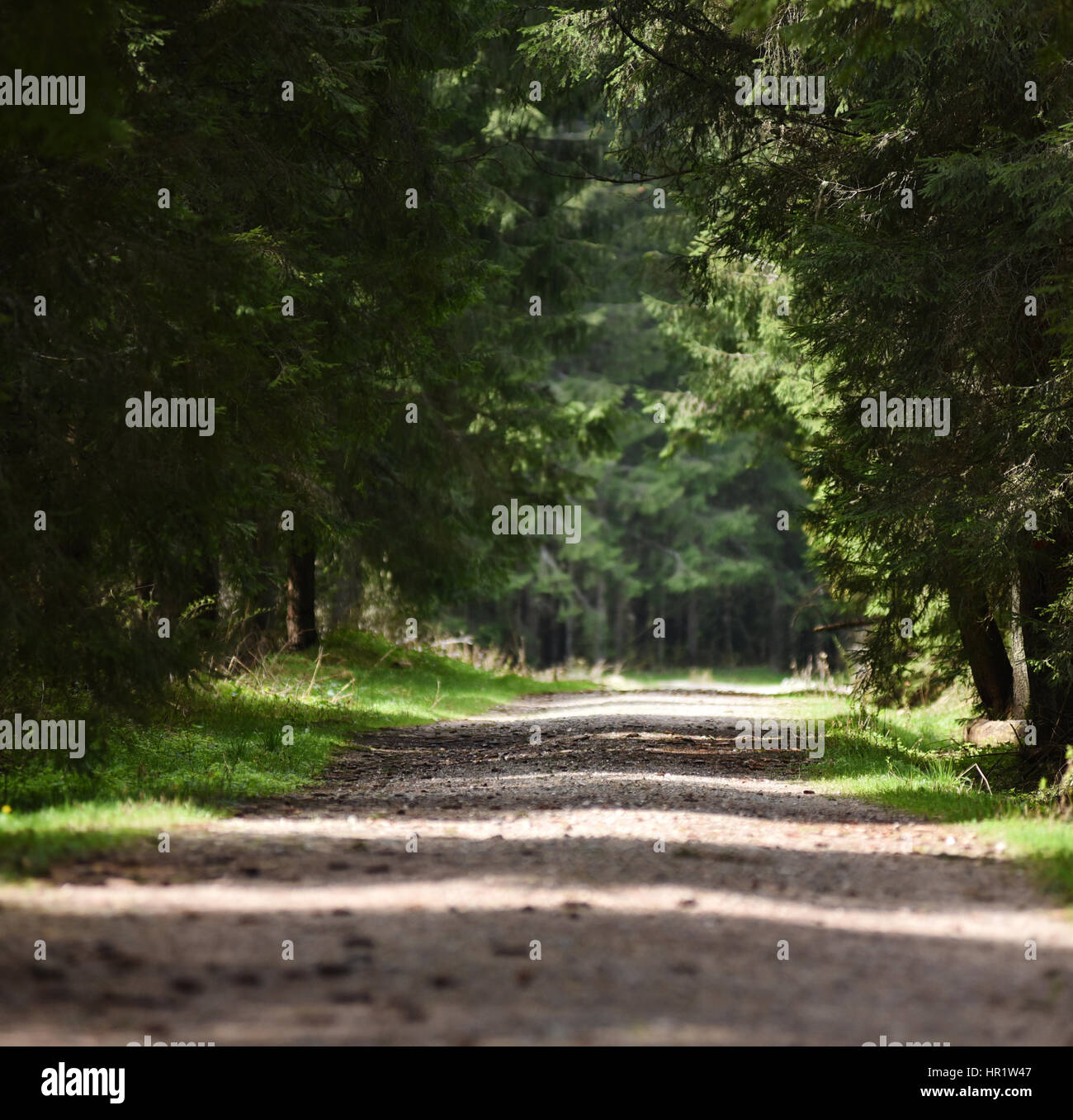 Empty road in the forest Stock Photo - Alamy