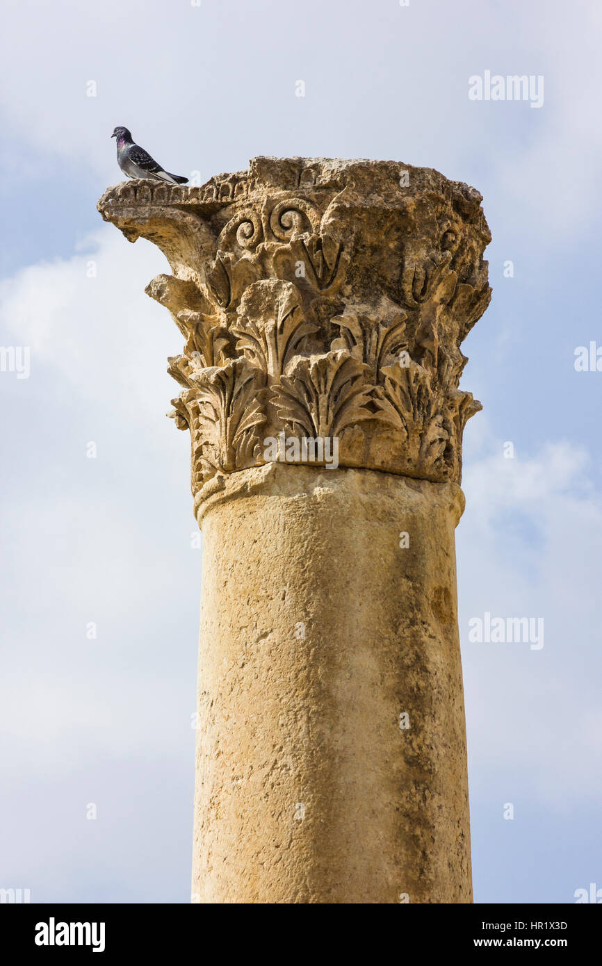Ancient Roman city of Gerasa modern Jerash, Jordan pigeon on top of ...