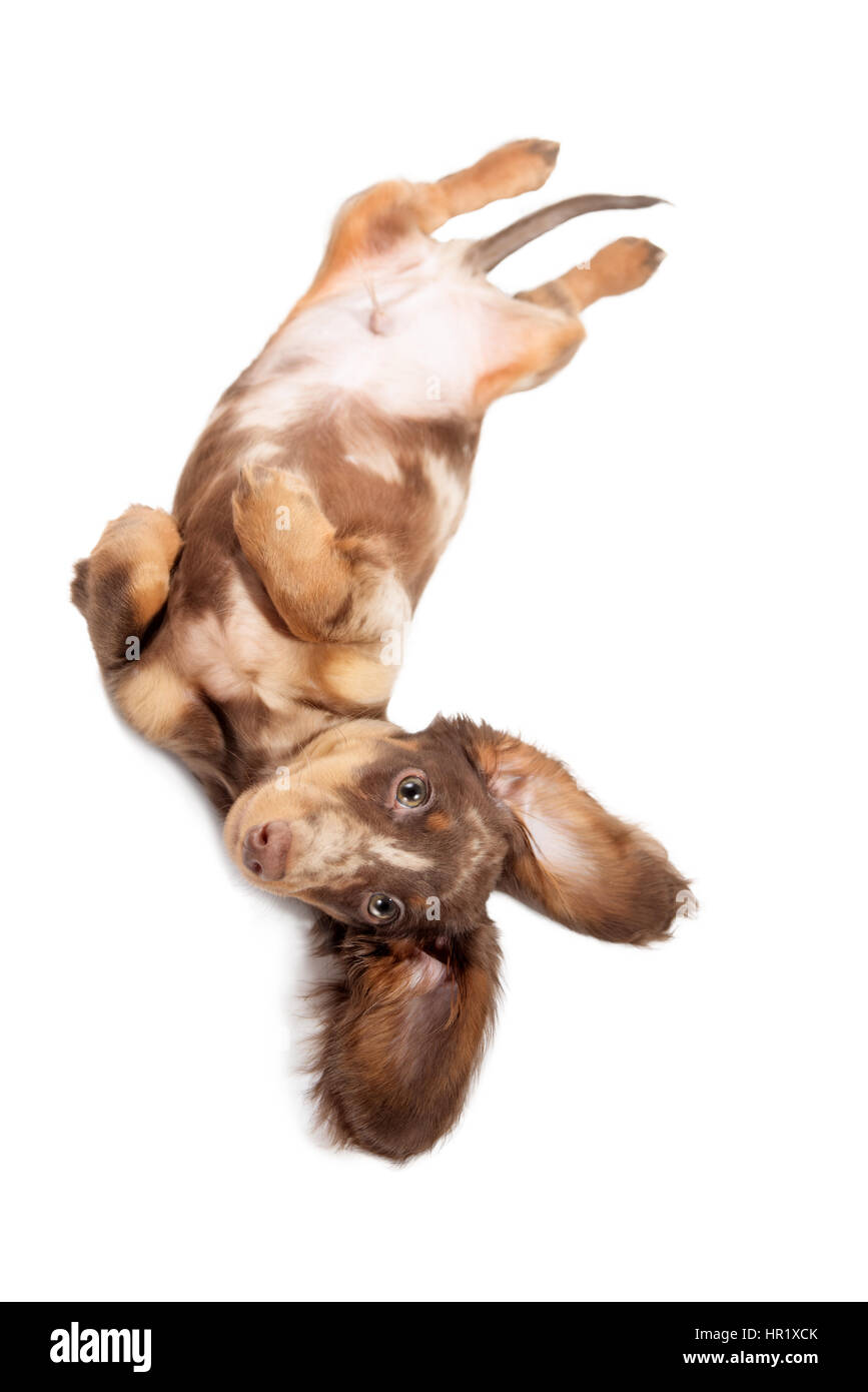 Dachshund sausage dog on Cut Out Stock Images & Pictures - Alamy
