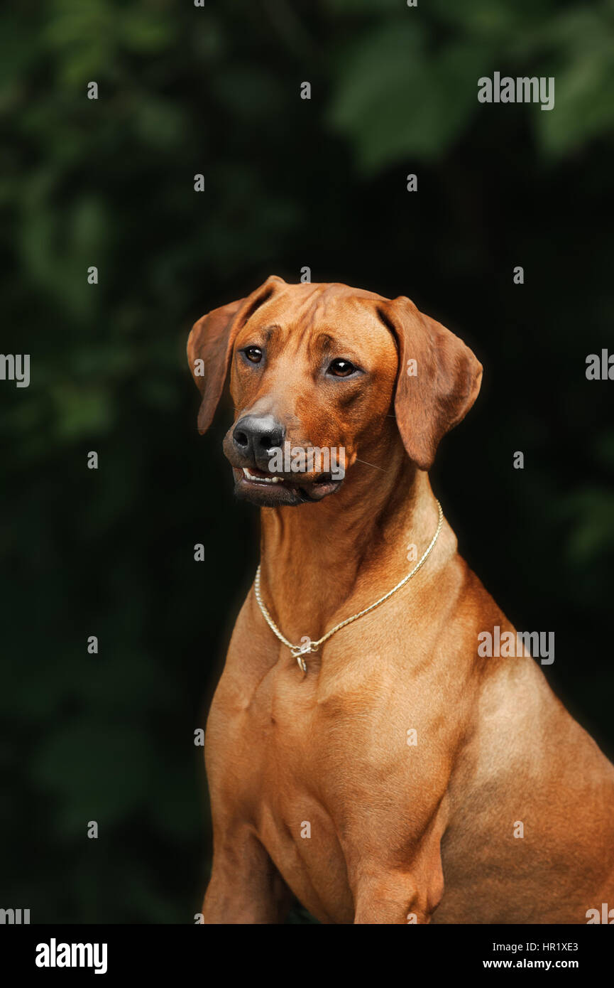 Rhodesian ridgeback nose hi-res stock photography and images - Alamy