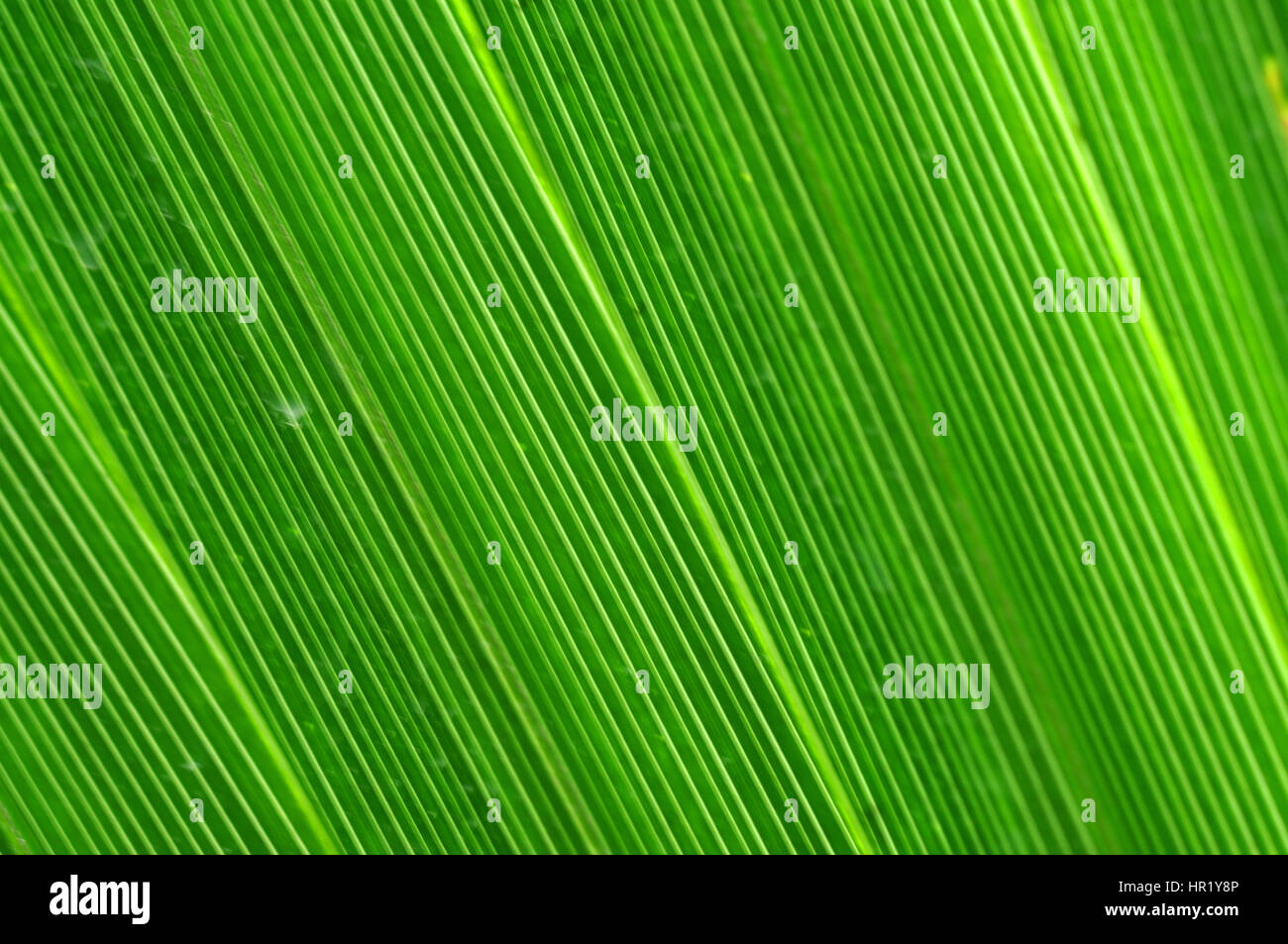 Pattern of a green palm leaf close-up Stock Photo - Alamy