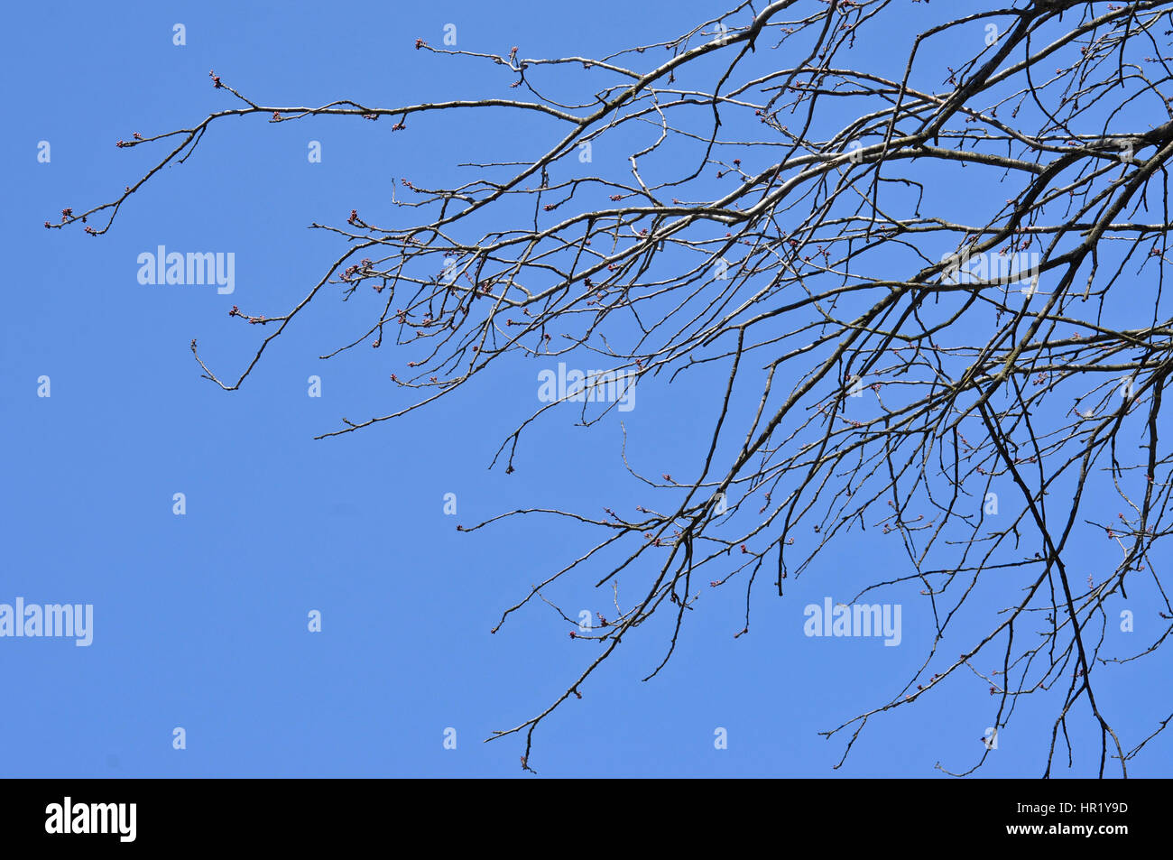 Sallow tree hi-res stock photography and images - Alamy