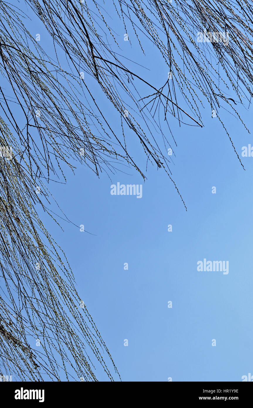 Blooming branches weeping willow hi-res stock photography and images ...
