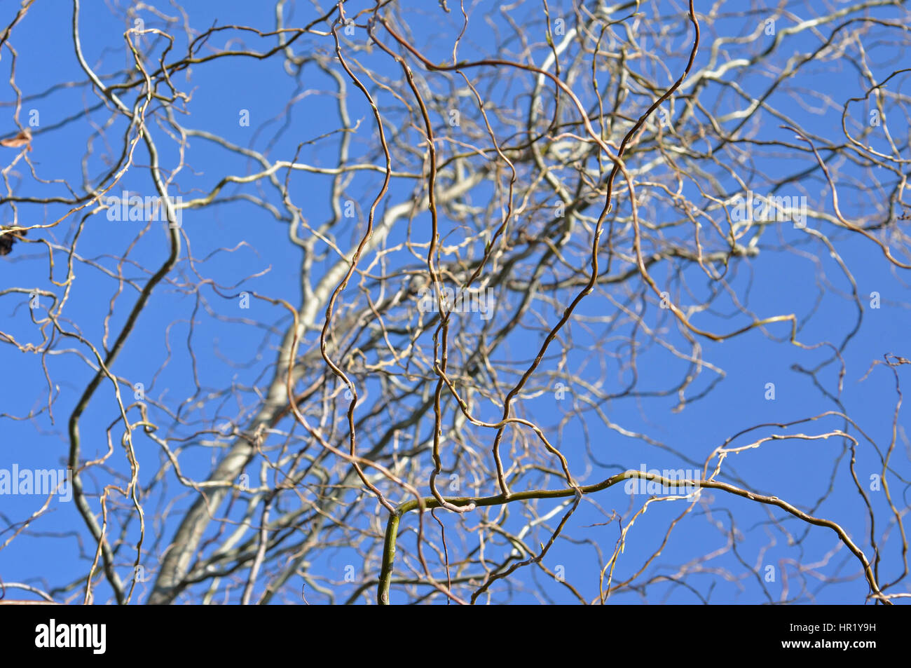 Sallow tree hi-res stock photography and images - Alamy