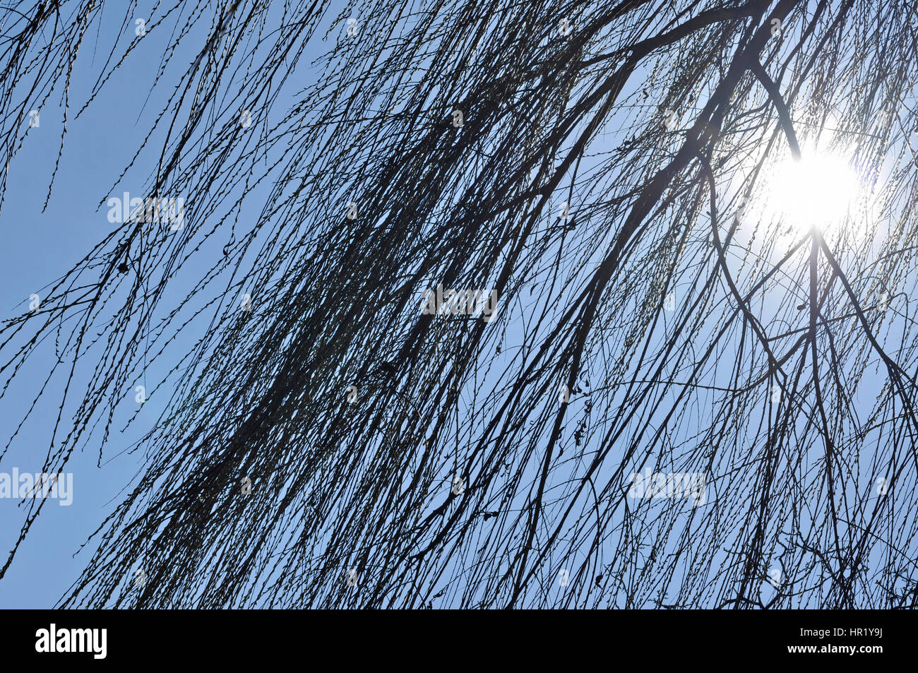 Sallow tree hi-res stock photography and images - Alamy