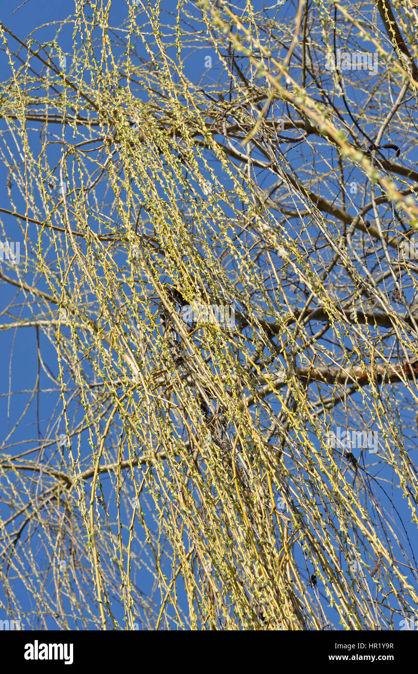 Willow tree branch in the spring Stock Photo - Alamy