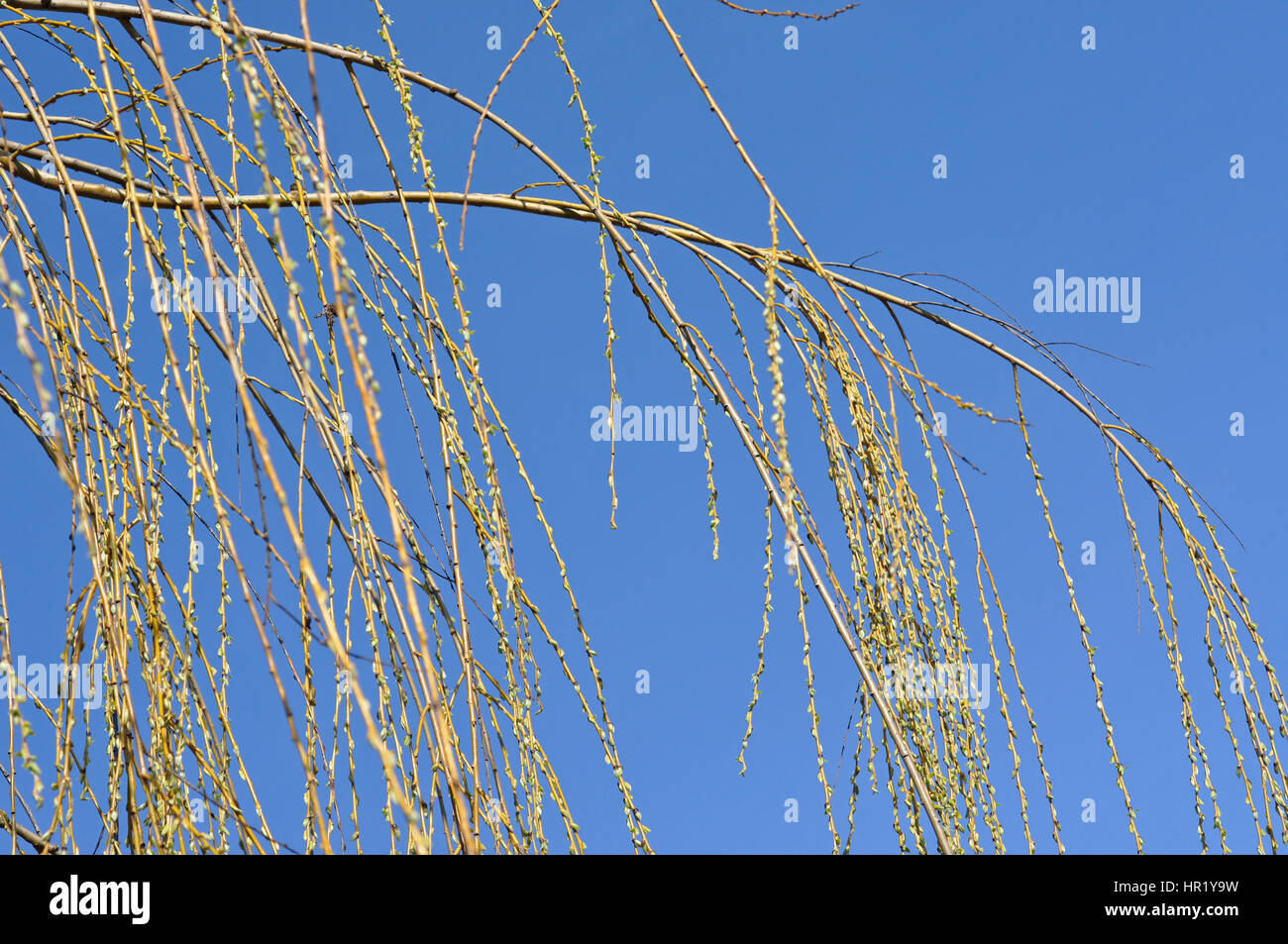 Sallow tree hi-res stock photography and images - Alamy