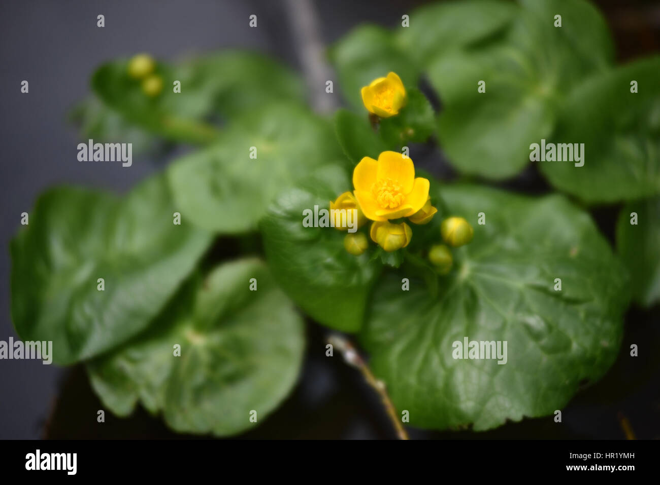 Yellow flower living on water Stock Photo - Alamy