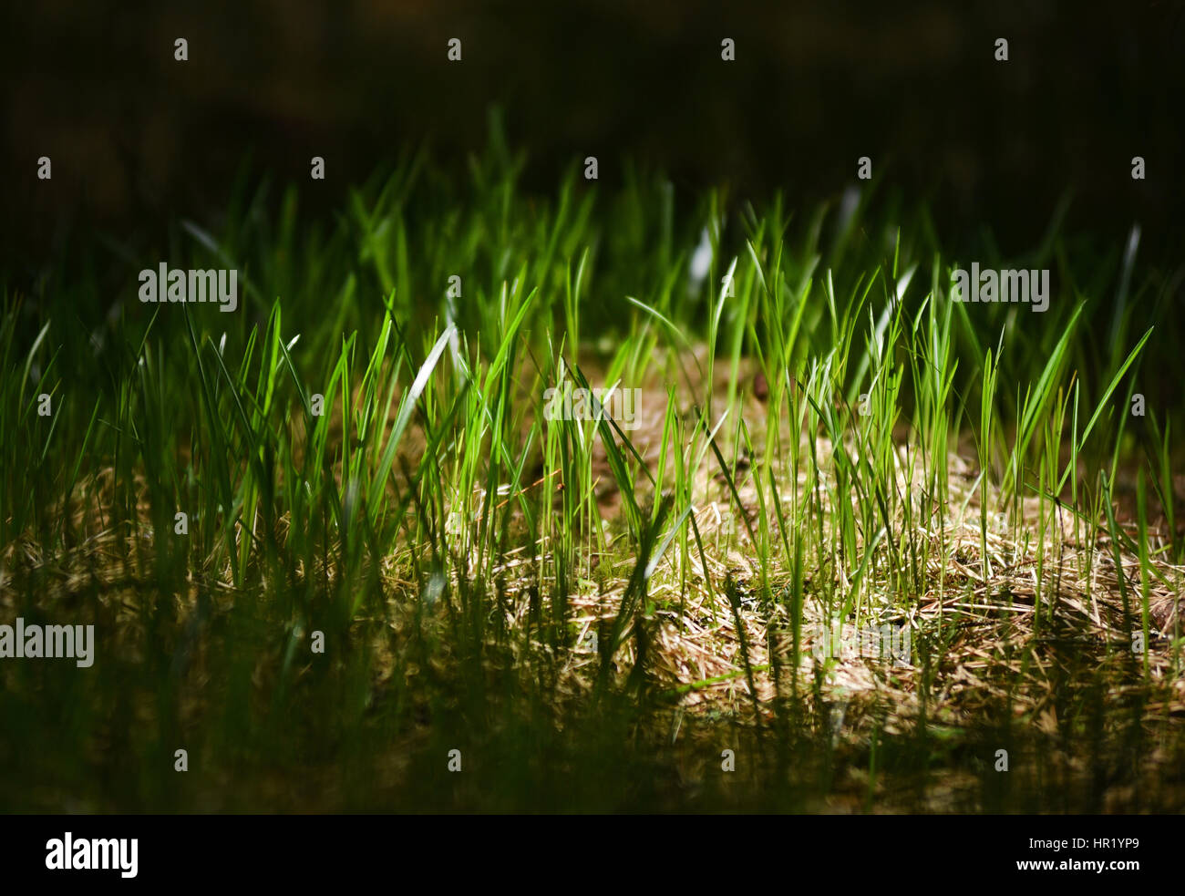 Soft morning light above tiny green grass Stock Photo - Alamy