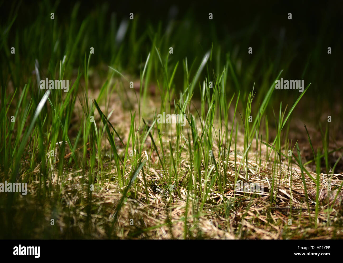 Soft morning light above green grass Stock Photo - Alamy