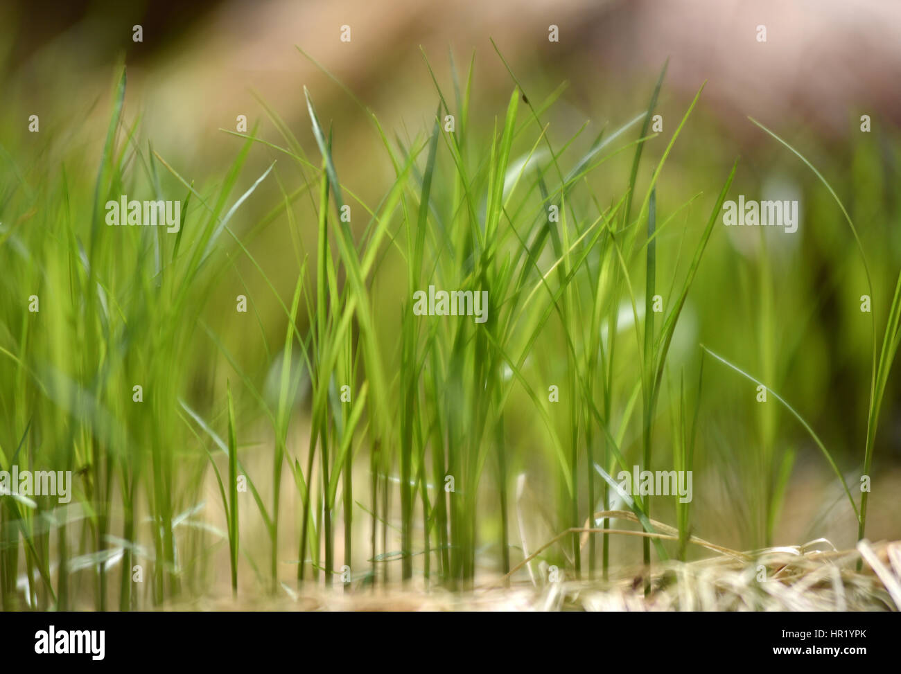 Blurry fresh green grass Stock Photo - Alamy