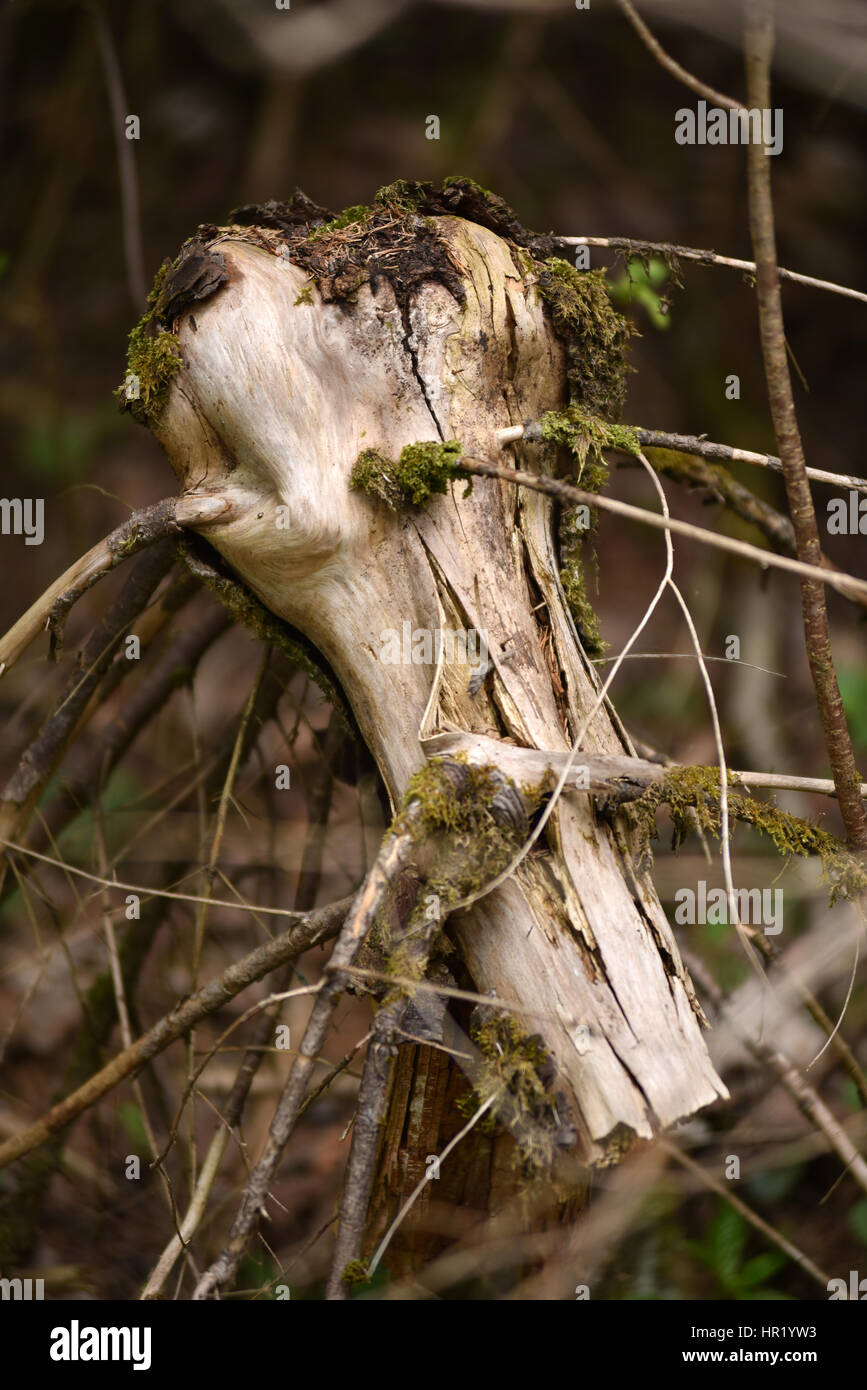 Dead tree stump in the forest Stock Photo - Alamy